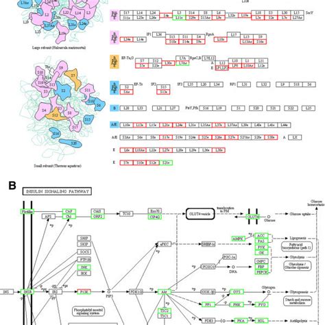 Kegg Pathway Analysis A Ribosome Assembly B Insulin Signalling