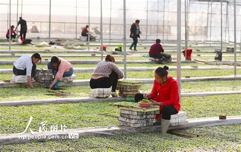 湖南新田：人勤春早间苗忙【2】 图片频道 人民网