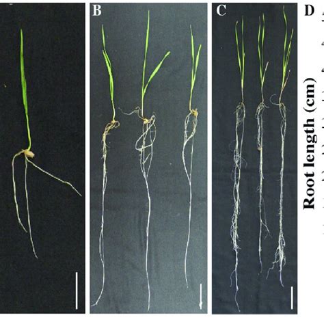 Root Length Of Wheat Seedlings At Three Different Points Seedlings At Download Scientific