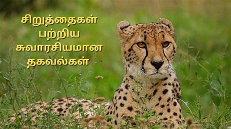 Cheetah In Tamil Real Magic Youtube