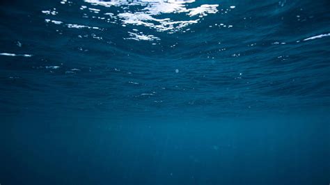 New Species Of Deep Sea Snailfish Discovered Off Japan Coast Merced