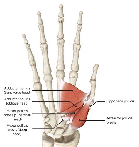 Hand Anatomy Concise Medical Knowledge