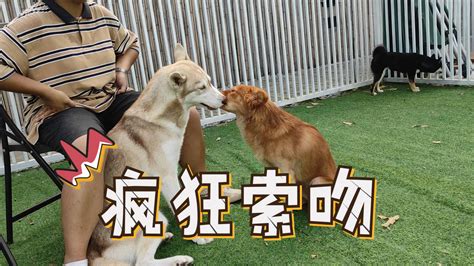 捷克狼犬与田园犬当众秀恩爱却有个不识趣的狗子当电灯泡