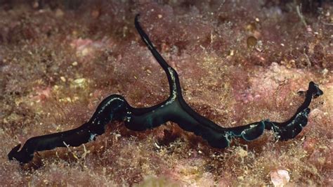 Green Spoonworm The Female Tentacle Monsters That Turn Males Into
