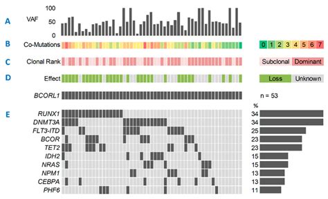 Mutational Spectrum Of Bcorl1 Mutated Aml A Bcorl1 Variant Allele Download Scientific