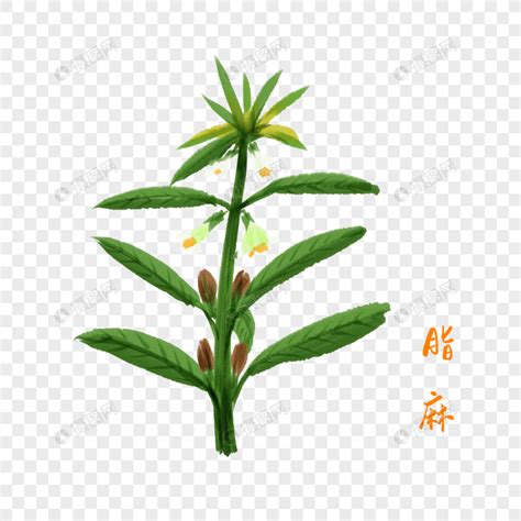 卡通药材脂麻插图元素素材下载 正版素材401400432 摄图网