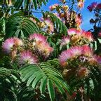 Mimosa Trees For Sale Fast Growing Flowering Trees Tn Nursery