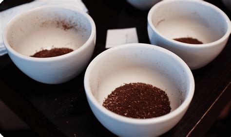 Rocket Bean Fulfil Your Taste