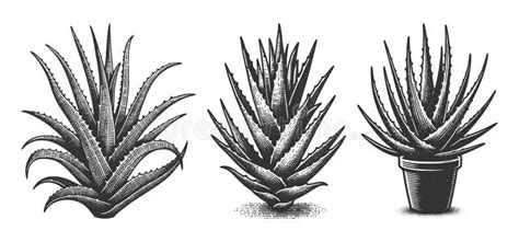 Aloe Vera Plant Engraving Set Raster Collection Stock Illustration