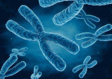 Sex Linked Pedigrees Quiz Doquizzes