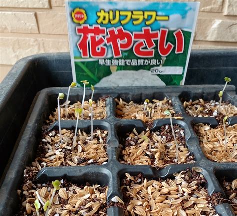 ピーマン・パプリカ・カリフラワーの種まき、発芽 Goodbye Day♪ マミーの野菜ダイアリー