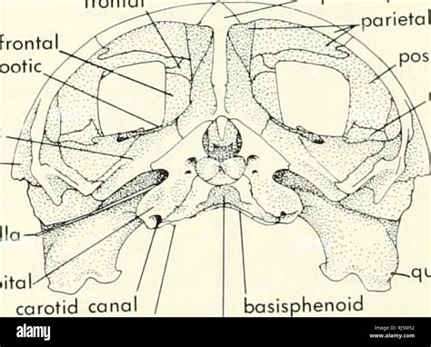 Chordate Morphology Morphology Animals Chordata Dentary