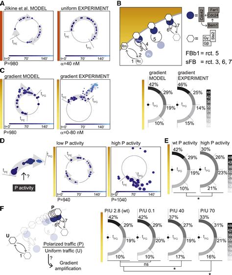 A Cellular System For Spatial Signal Decoding In Chemical Gradients