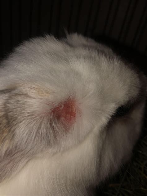 Possible Ringworm Or Ear Mites R Rabbits