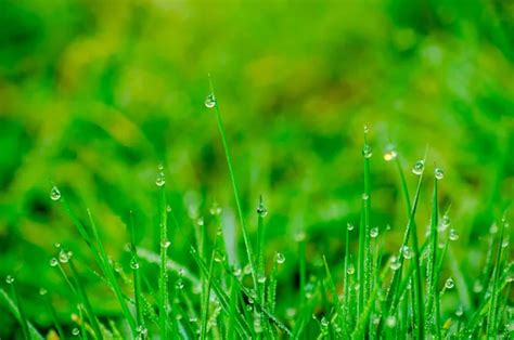Five Pro Tips To Help You Prep The Garden For Fall The Weather Network