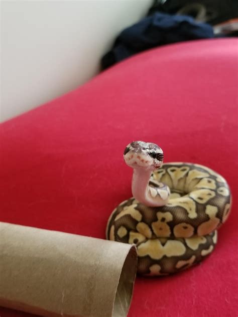 Hemlo Friend R Sneks