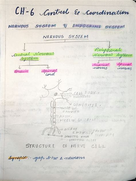 Biology Ch 6 Control And Coordination Running Notes Pdf Biology