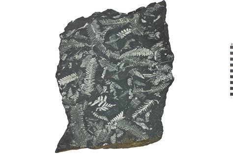 Fossil Seed Fern Smithsonian Institution