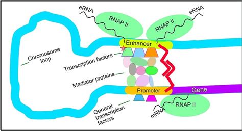 What Is The Difference Between Activator Promoter And Repressor