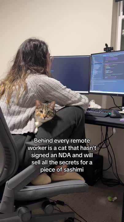 Saqib Iqbal On Linkedin Cats Office Devs Programmers Funny