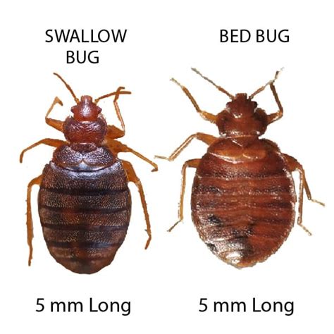 Swallow Bugs Vs Bed Bugs Key Differences Revealed