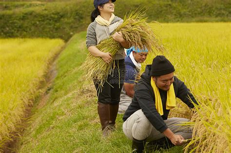 农民在田里收割小麦高清图片下载 正版图片502049504 摄图网