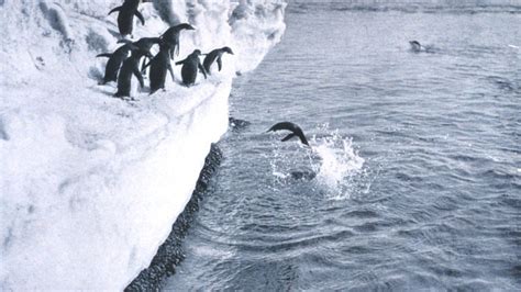 Sex Der Pinguine In Antarktis Notizen Von George Murray Levik Der Spiegel