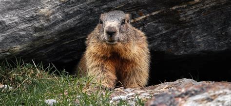 The History Of How Groundhog Day Came To Be The Weather Network