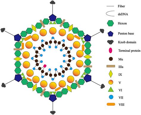 Adenovirus Classification
