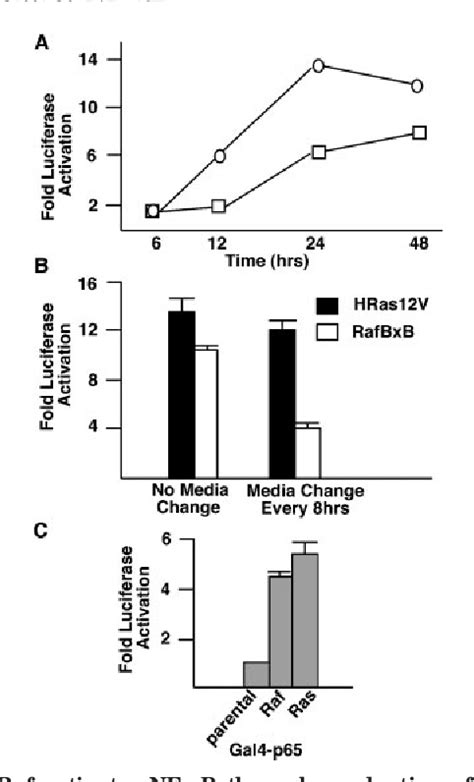 Figure 3 From Oncogenic Ras Enhances Nf κb Transcriptional Activity Through Raf Dependent And