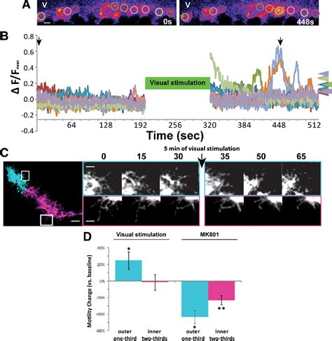 Figure 8 From Regulation Of Radial Glial Motility By Visual Experience Semantic Scholar
