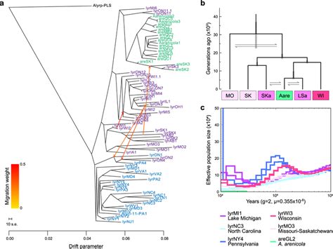 Nuclear Phylogeny With Admixture Split Times And Historic Effective Download Scientific