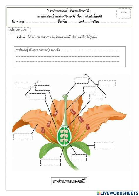 ส่วนประกอบดอกไม้ม1 Online Exercise For Live Worksheets