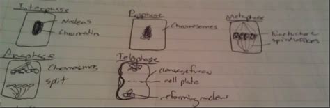 Mitosis Lab Root Tip AP Bio Labnotebooks