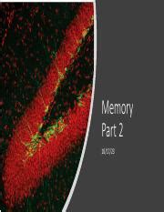 Understanding Memory Mechanisms Confabulations And Plasticity Course Hero