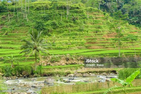 푸른 논 나무 풀밭의 풍경 성장 토지 물이 있는 시골 풍경 농업을 위한 완벽한 환경 0명에 대한 스톡 사진 및 기타 이미지 Istock