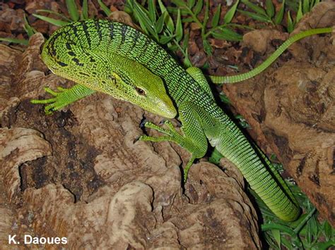 V Prasinus Varanus Prasinus Group