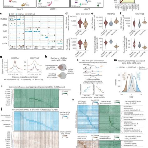 Dna Replication Coupled Nucleosome Assembly Pathways With Key Factors Download Scientific
