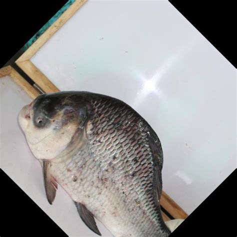 Fish Detection Merged Object Detection Dataset And Pre Trained Model By FishDetectionv