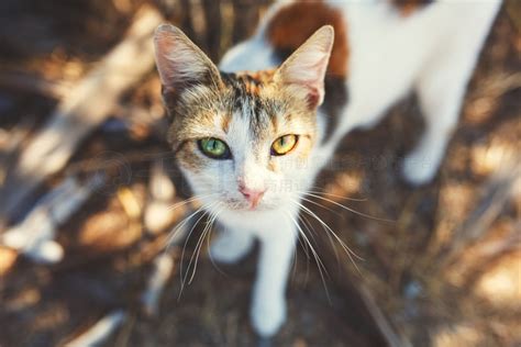 白色高清图片 在大街上无家可归的 Tortie 猫肖像 在大街上无家可归的 Tortie 猫肖像图片免费下载 5033397111 千图网Pro