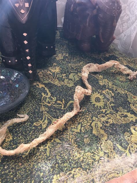 Ball Python Shed