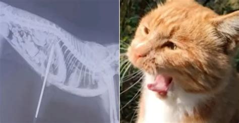 西安石油大学出现大范围虐猫事件？校方回应：公安已介入腾讯新闻