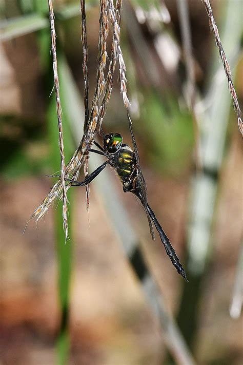 Birdbutterflydragonfly