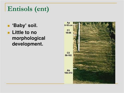PPT Soil Taxonomy Properties Of Soil PowerPoint Presentation Free Download ID 3833748