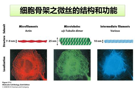 2023年高中生物竞赛课件：细胞骨架之微丝的结构与功能共61张ppt 21世纪教育网