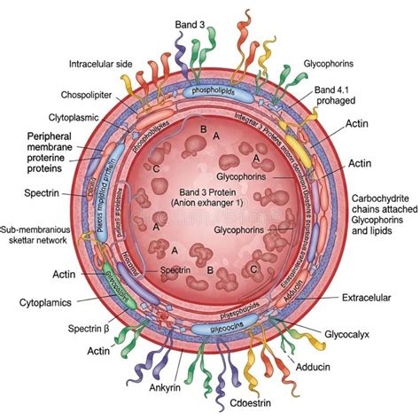 Actin Filaments And The Glycoprotein Glycocalyx Are Also Shown Stock