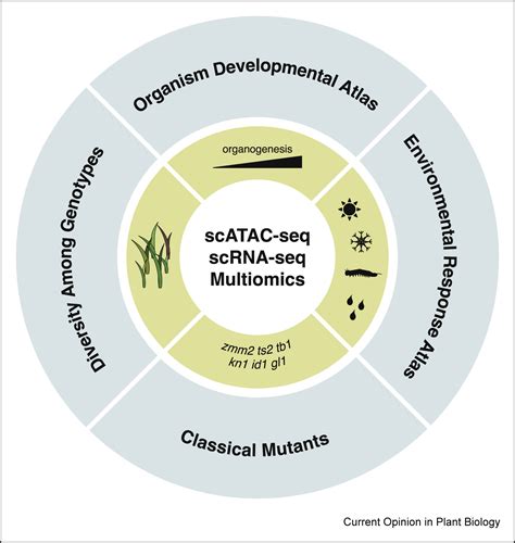 文献荐读 单细胞顺式调控元件分析 知乎
