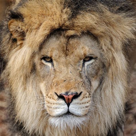 Male African Lion Portrait Stock Image Image Of Viewing