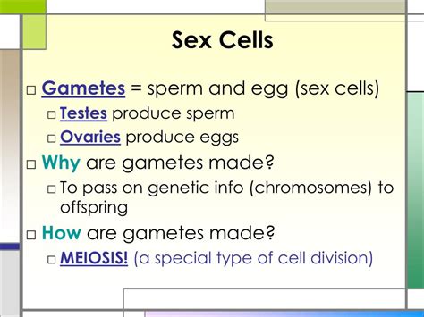 PPT Sex Cells Meiosis PowerPoint Presentation Free Download ID