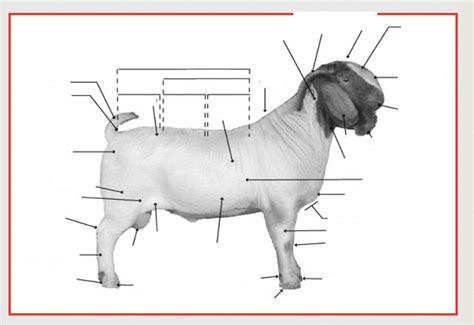 Goat Anatomy Diagram Quizlet
